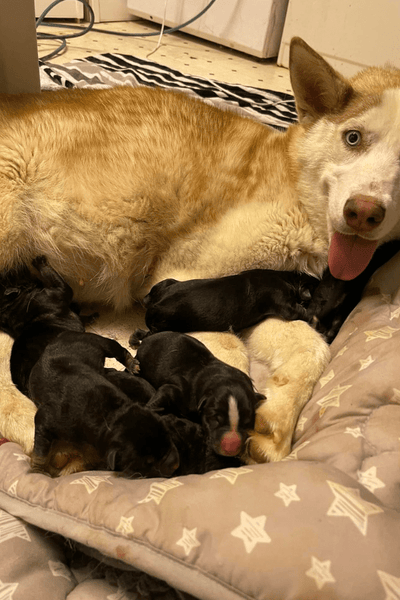 Save the Huskies (100% PROFIT DONATED) – I'd Rather Be With My Dog