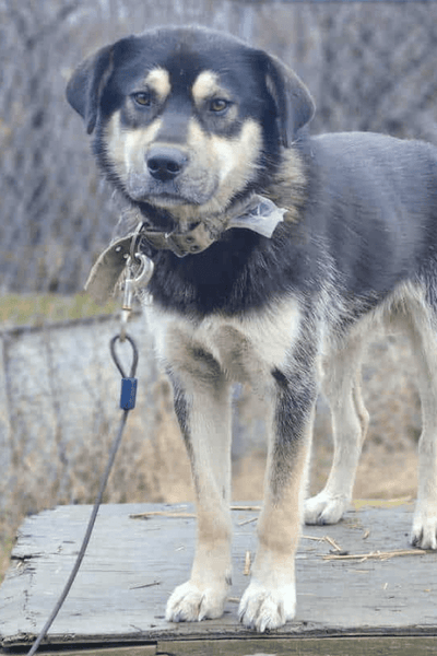 Alaska Rescue Supplies (ALL PROFIT DONATED) – I'd Rather Be With My Dog